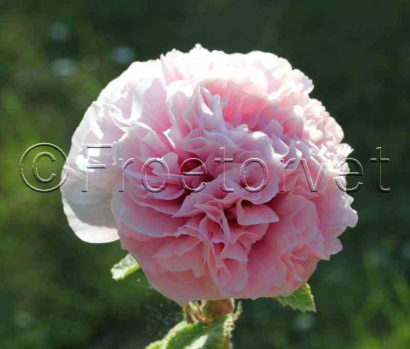 Stokroser farverige blomster enkelte/dobbelte, køb dine stokrosefrø online