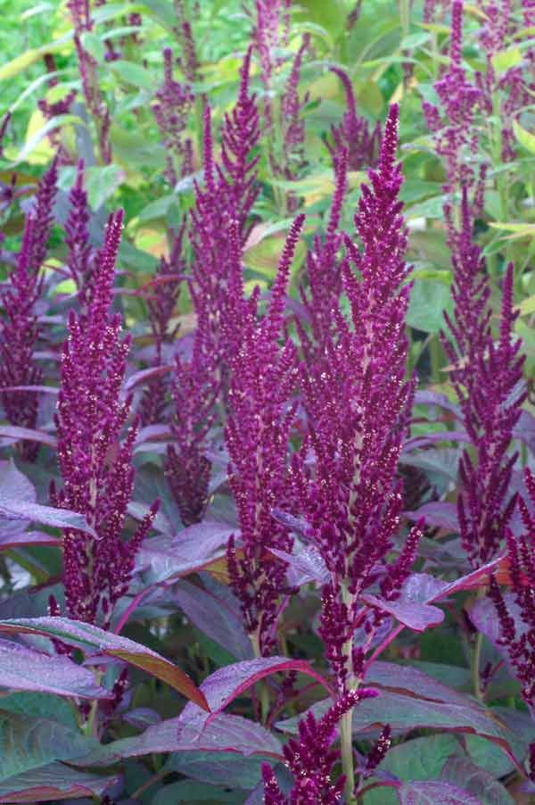 Amaranthus cruentus 'Oeschberg Scarlet' – Dekorativ amarant til haven