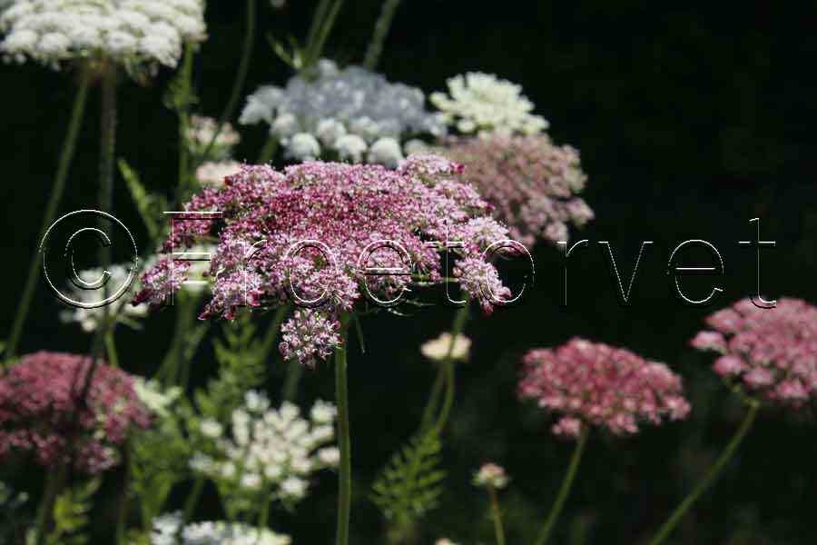 Daucus carota Purple Kisses – Smuk gulerodsblomst med lilla og rosa skærme