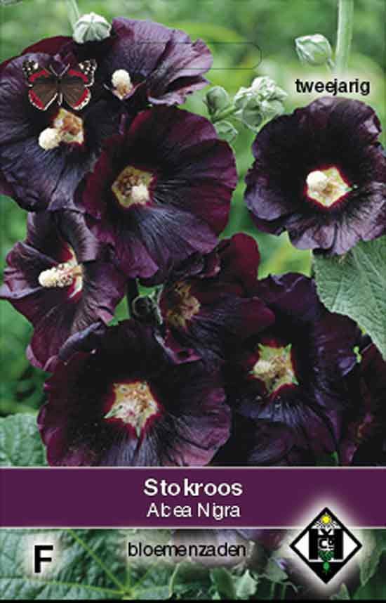 Alcea Rosea Nigra - Sort Stokrose - Stokrose - Alcea (Althaea ...