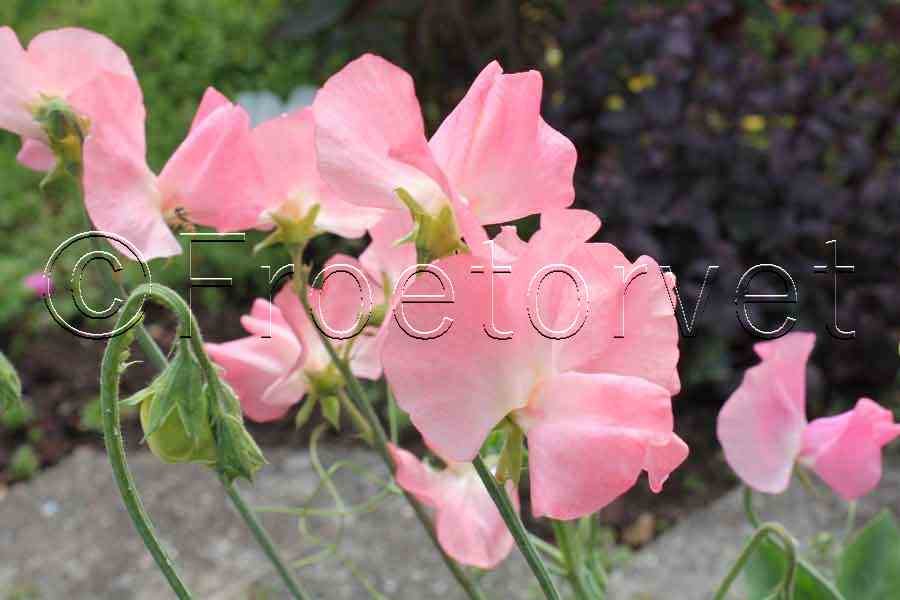 Lathyrus odoratus Sunshine Peach - Ærteblomst (20 frø) - Ærteblomst ...