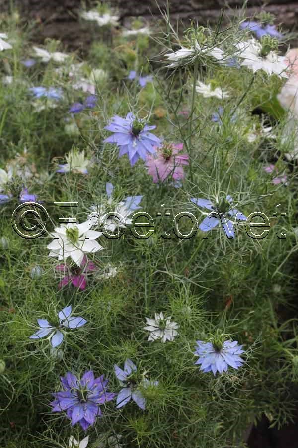 Jomfruen i det Grønne, blanding, Gaudi