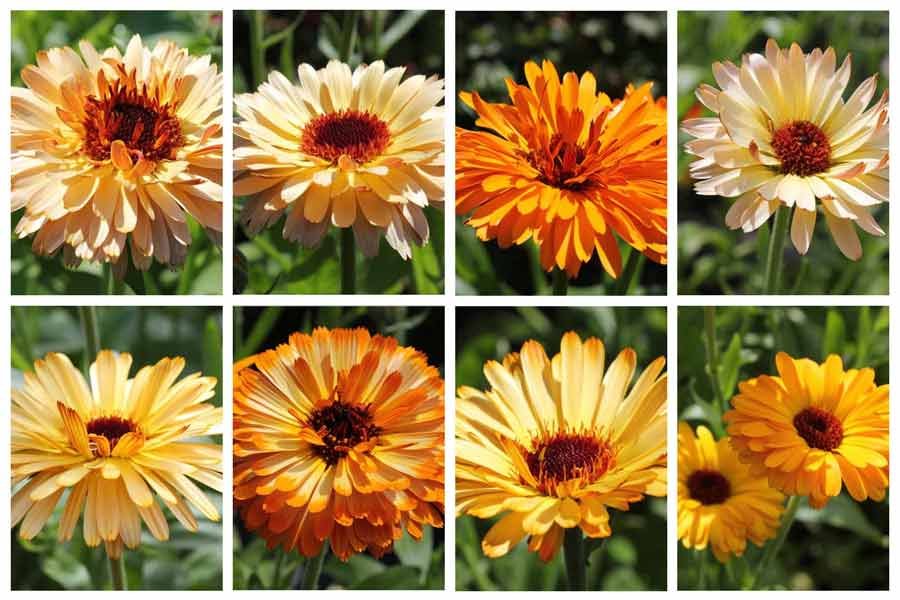 Morgenfrue – Calendula officinalis ‘Playtime Mix’ – Frø (min. 10 stk ...