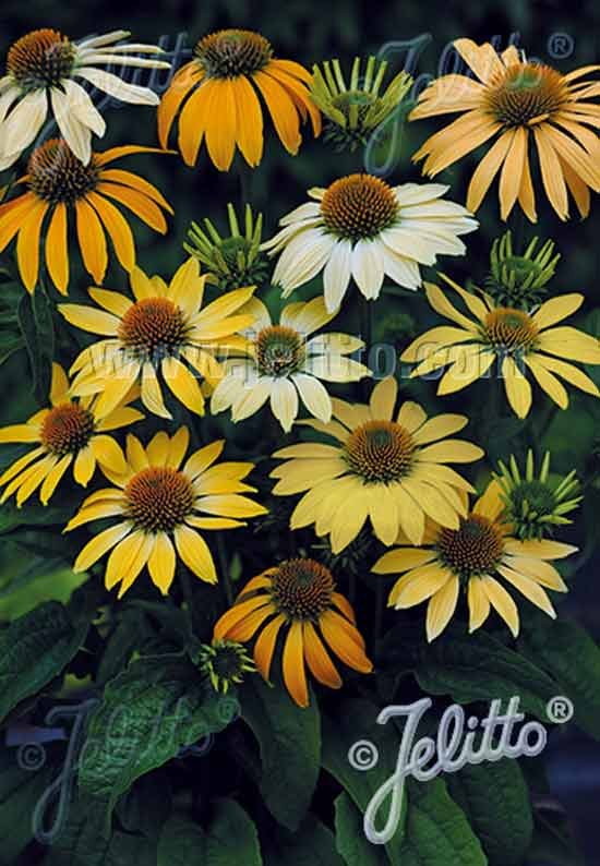 ECHINACEA Purpurea-Hybr. Mellow Yellows - Purpursolhat (10 frø) - Rød ...
