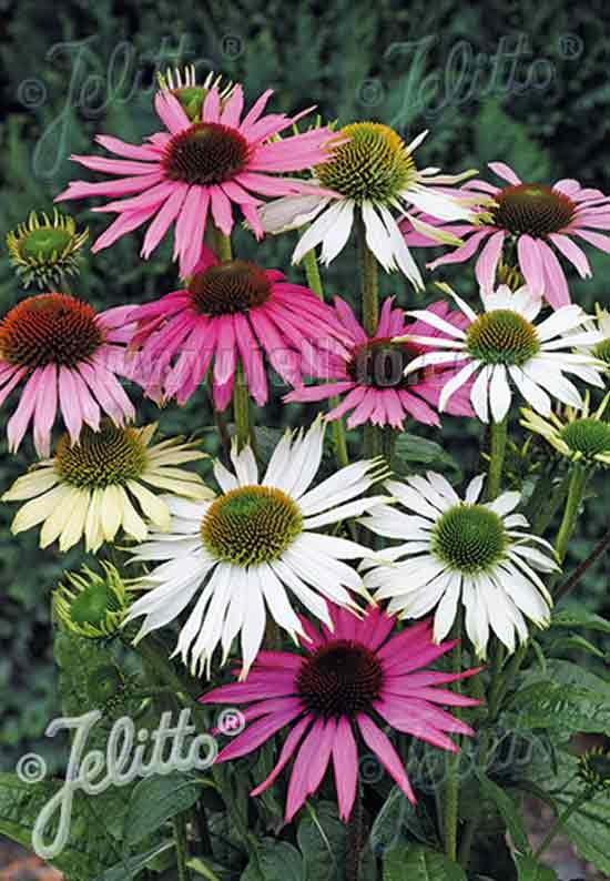 Echinacea Purpurea Lustre Hybrids - Purpursolhat (15 frø) - Rød Solhat ...