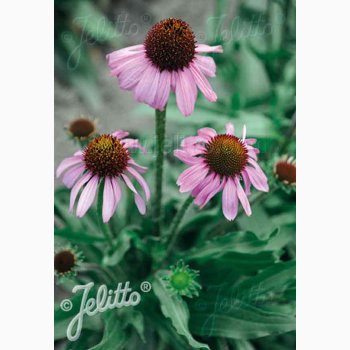 Solhat i mange farver let at fremspire fra frø-køb solhat frø online