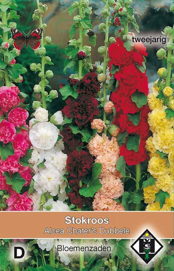 Alcea Rosea Plena Charters Double - Stokrose