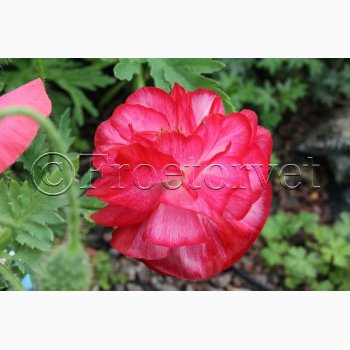 Valmuer i miks farver eller i enkelte farver herunder kæmpevalmuer ...