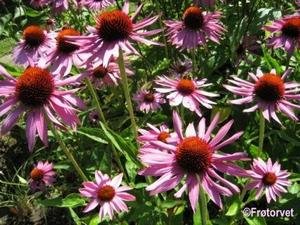 Solhat i mange farver let at fremspire fra frø-køb solhat frø online